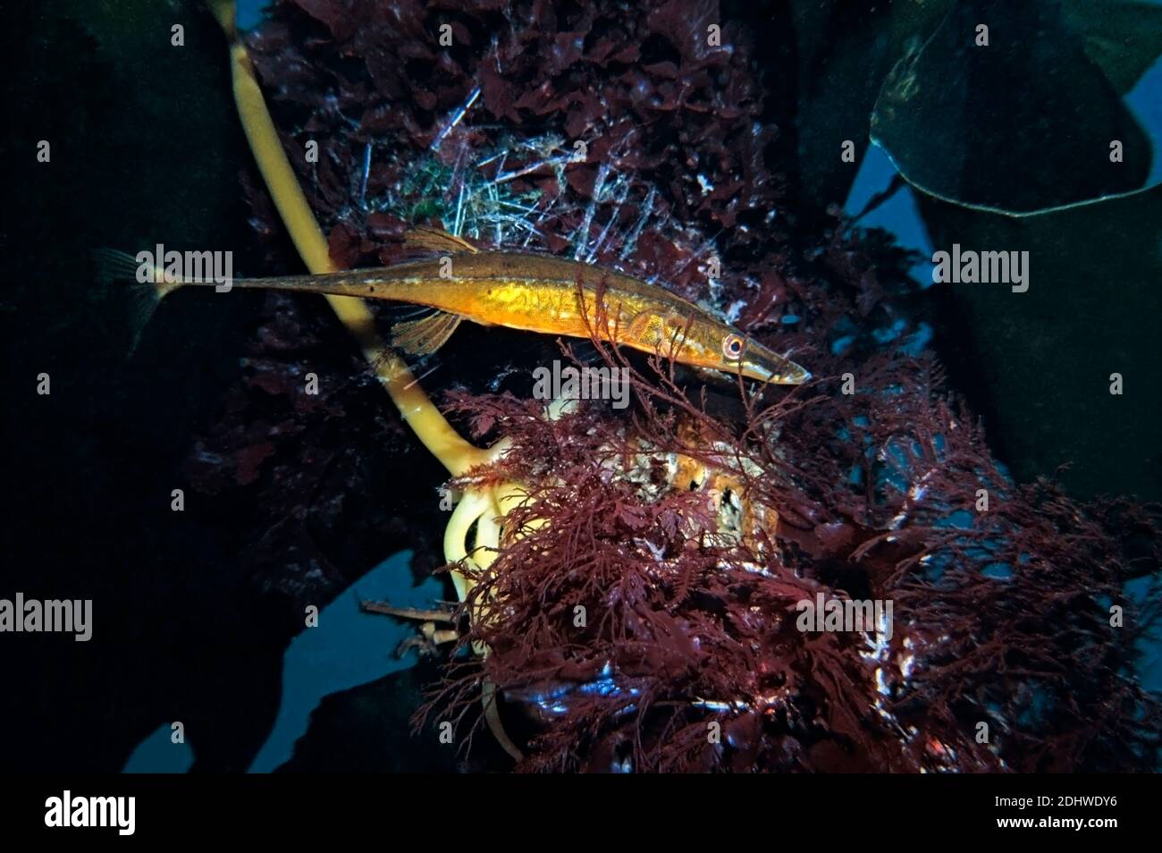 Stickleback fish nest hi-res stock photography and images - Alamy