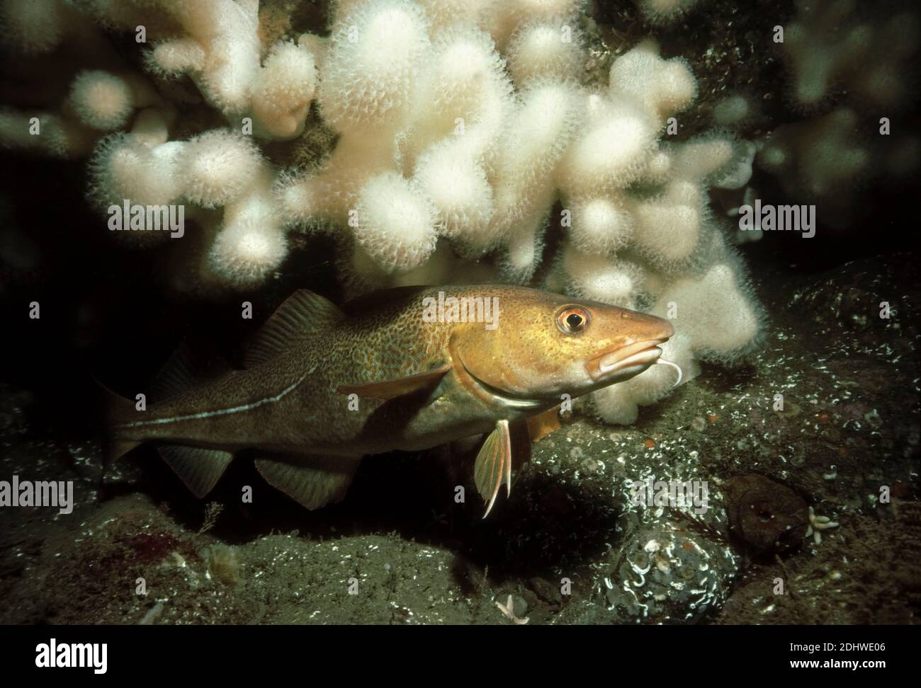 Atlantic cod (Gadus morhua) by a rock face with dead man's fingers ...