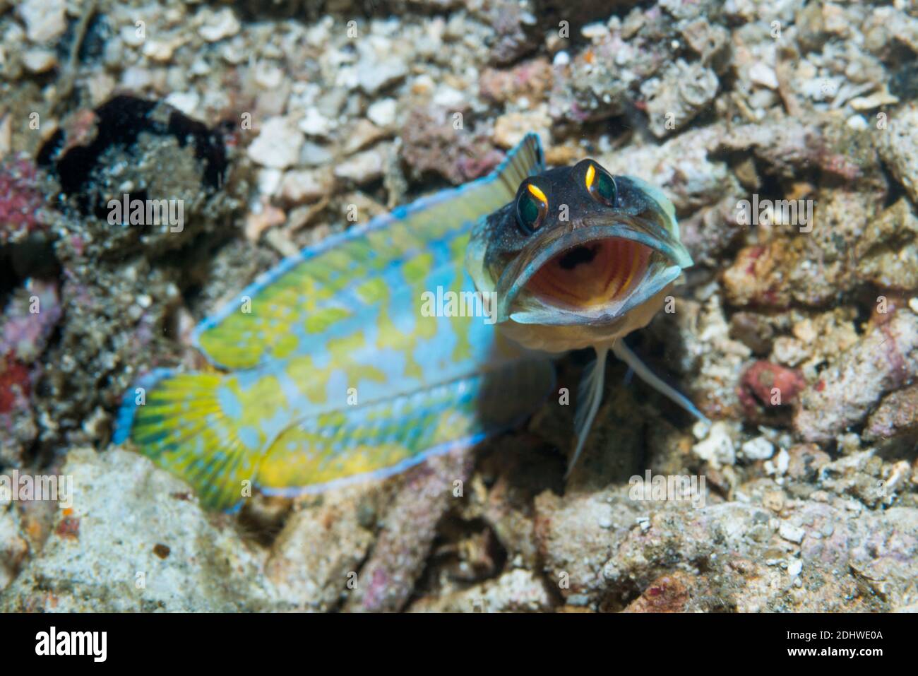 Tiger jawfish hi-res stock photography and images - Alamy