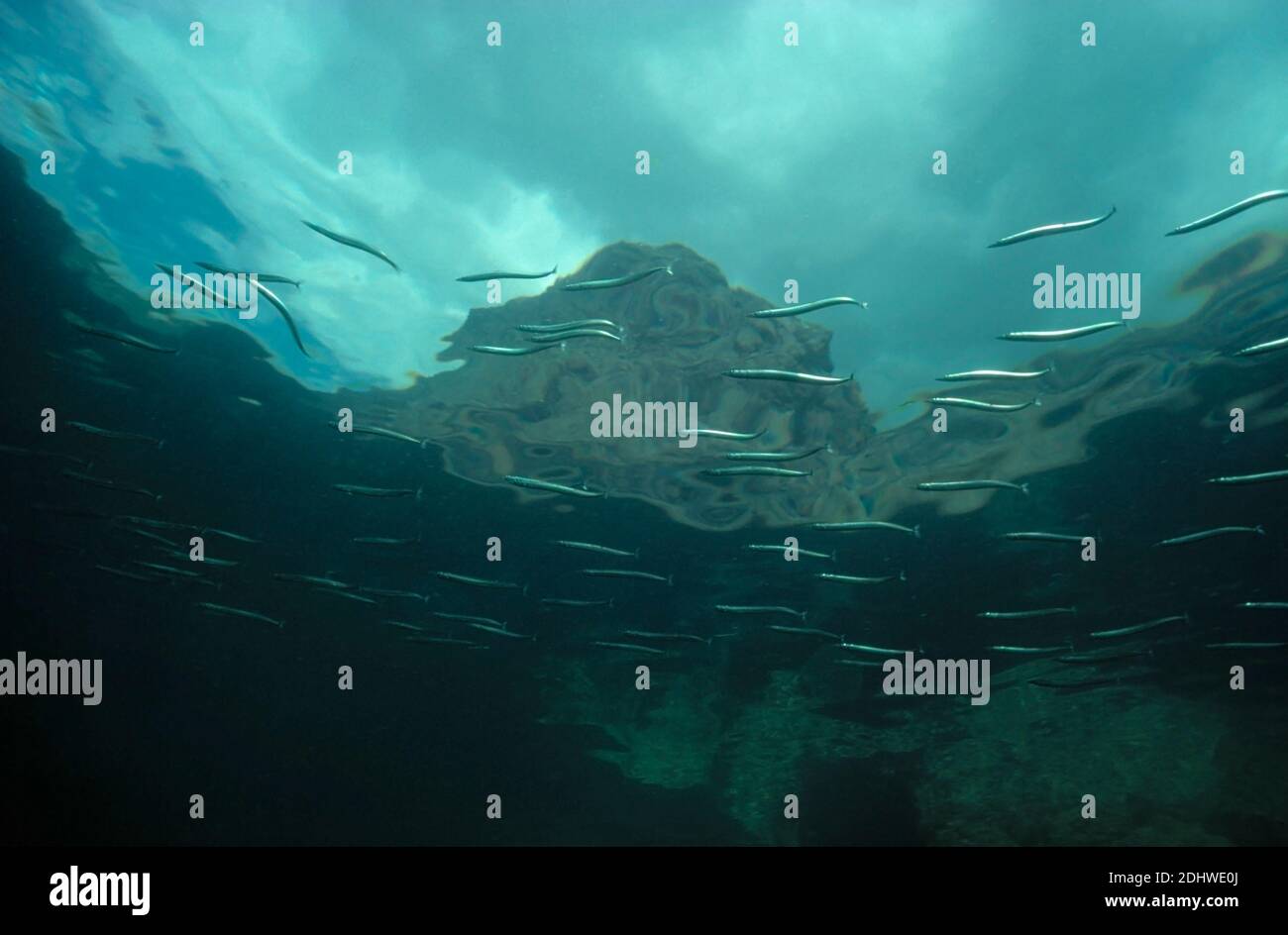 Sand lance underwater hi-res stock photography and images - Alamy