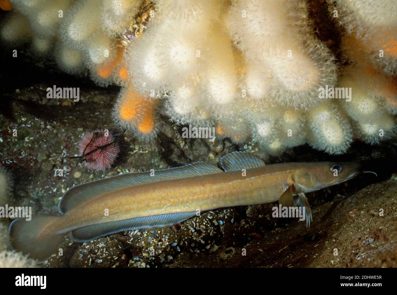 Ling (Molva molva) with dead man's fingers, UK Stock Photo - Alamy