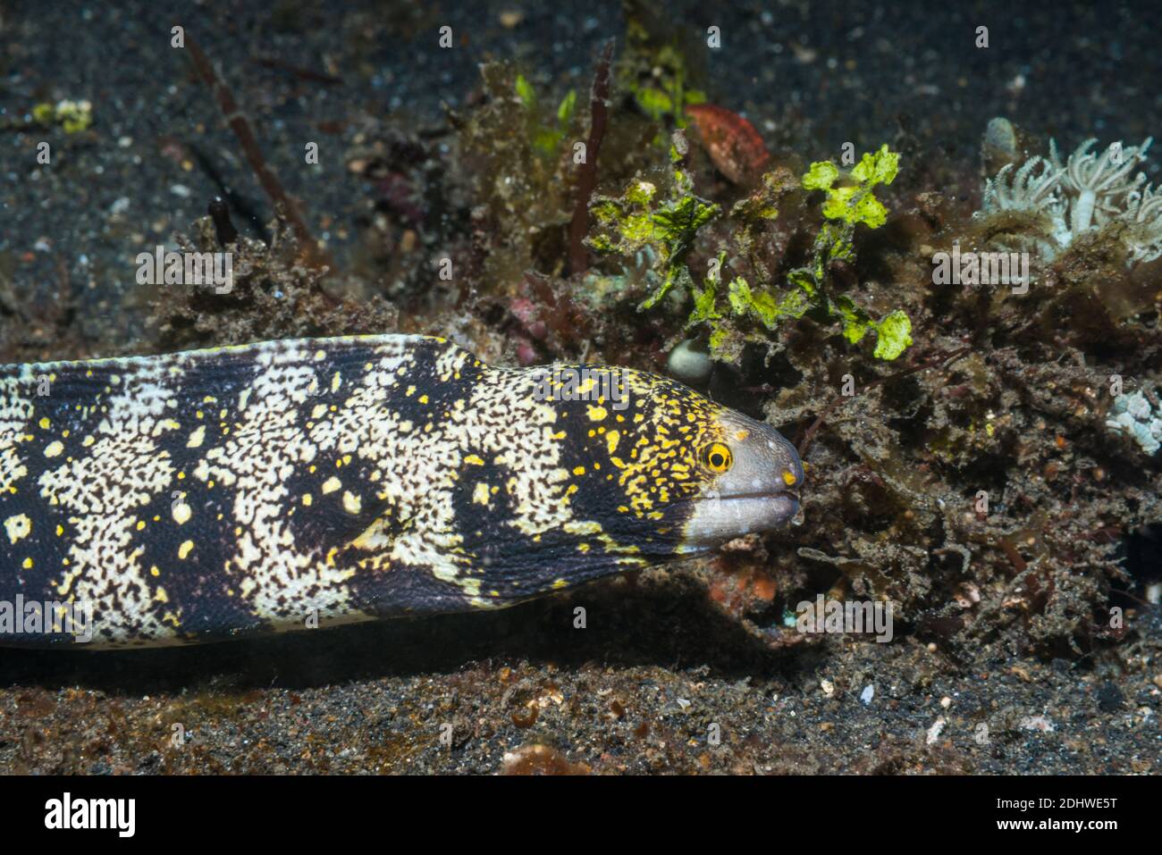 Snowflake Moray Eel [Echidna nebulosa]. Lembeh Strait, North Sulawesi ...