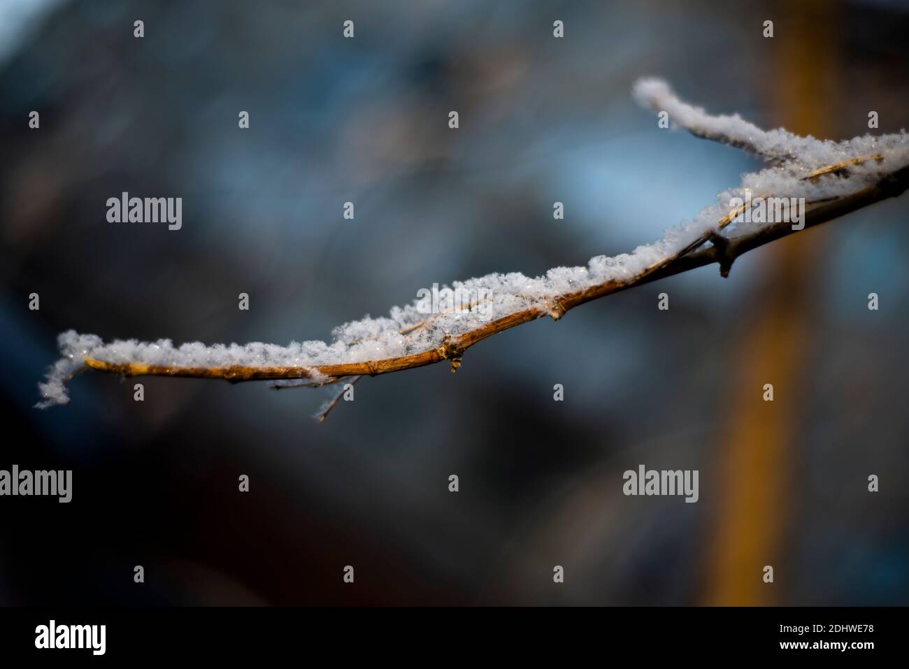 Blue tree branch snowflake hi-res stock photography and images - Alamy