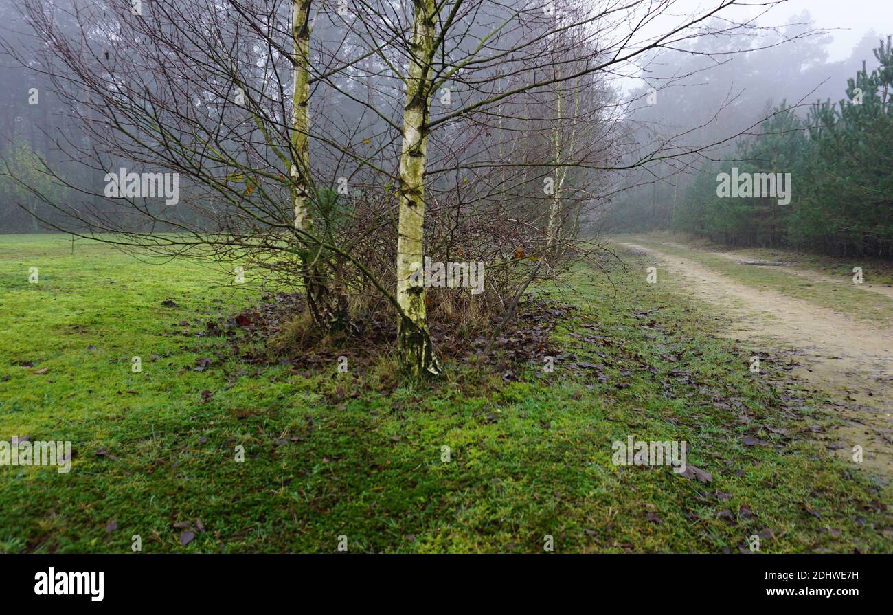 White path moss hi-res stock photography and images - Alamy