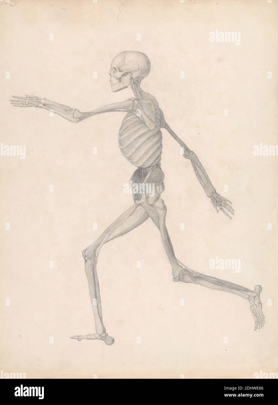 Human dissection hi-res stock photography and images - Alamy