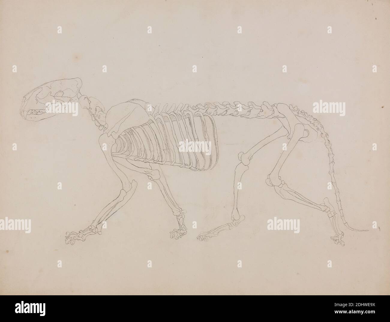 Tiger anatomy hi-res stock photography and images - Alamy