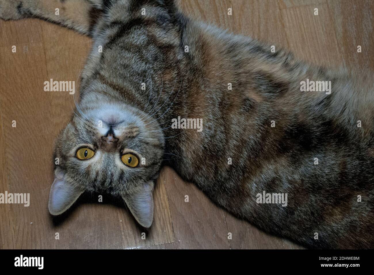 Gata atigrada hi-res stock photography and images - Alamy