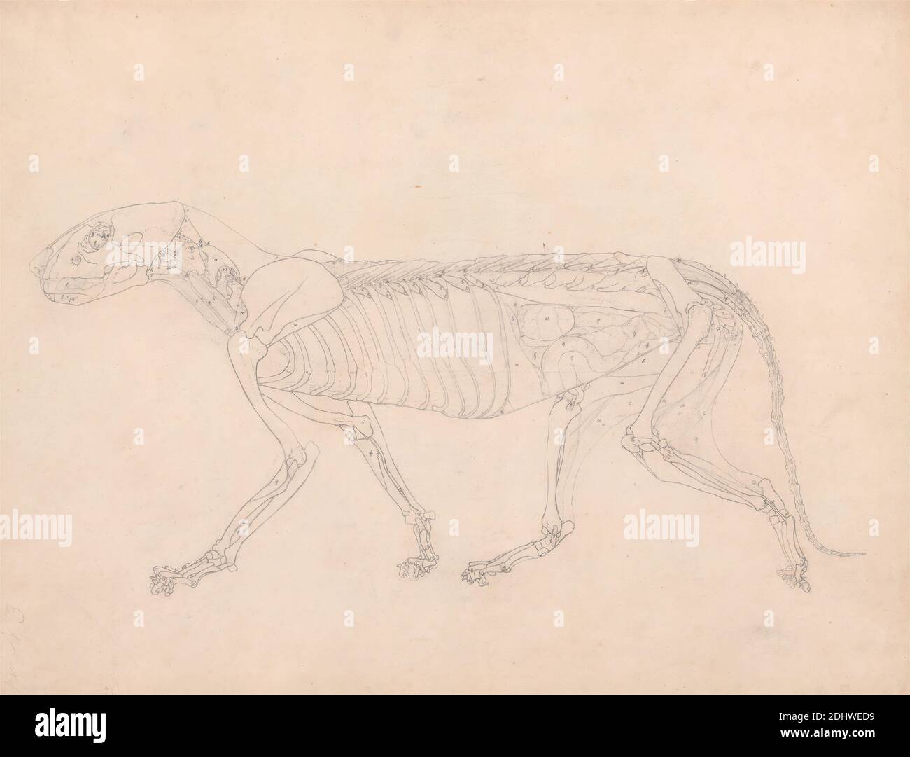 Human Body Vs Cat Anatomy at Natalie Hawes blog