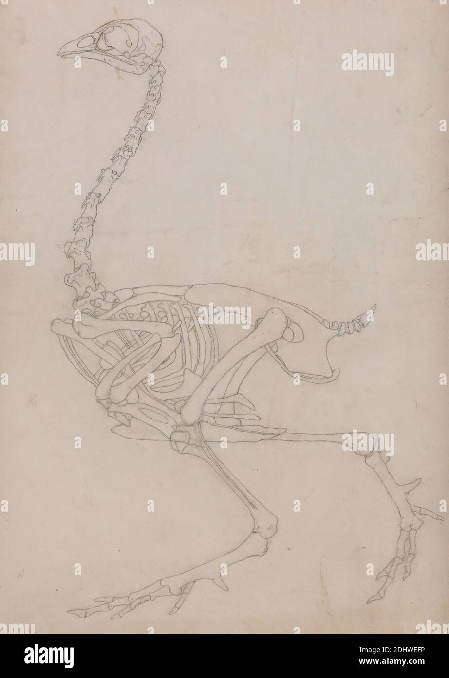 Bird Anatomy Skeleton