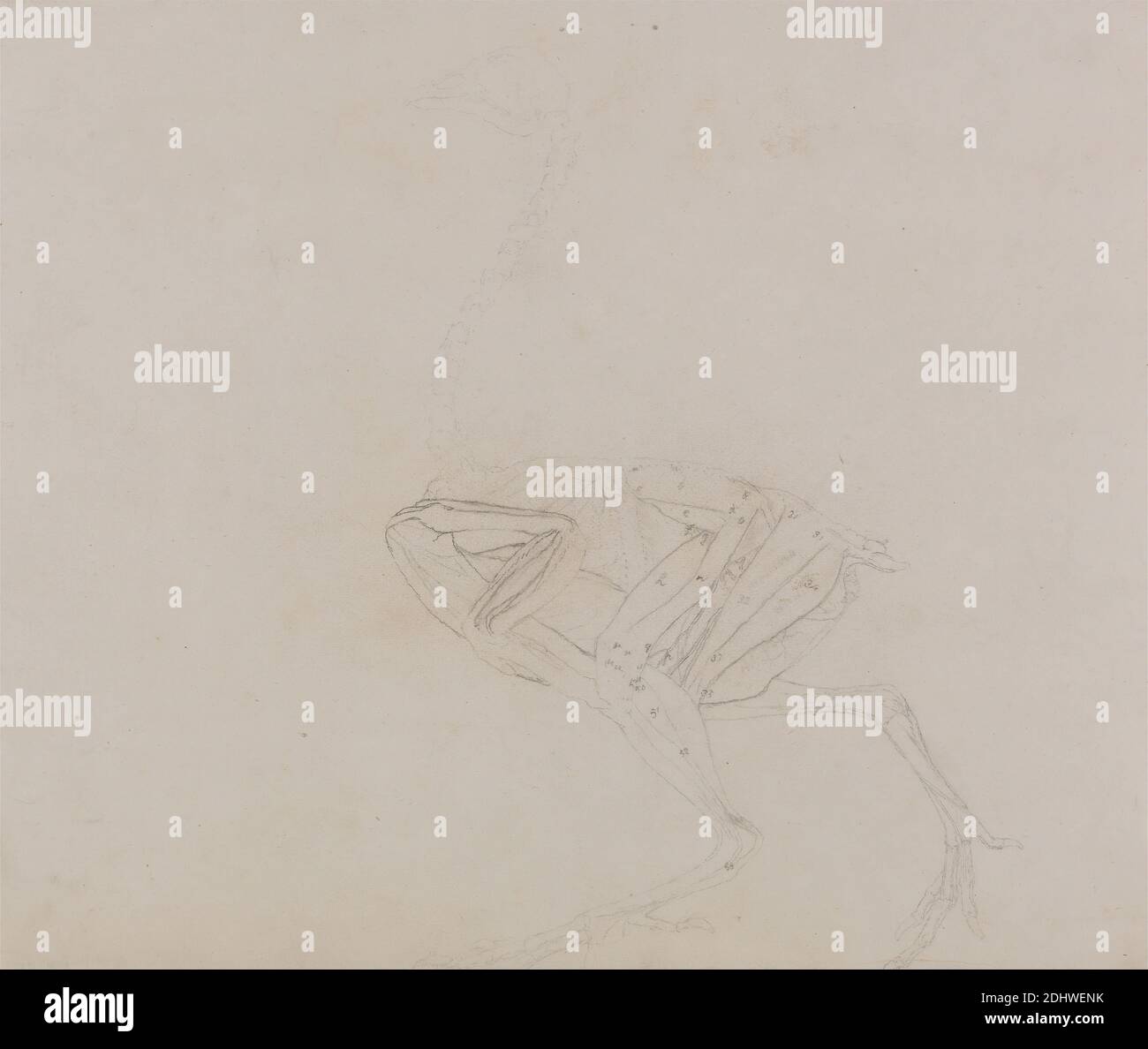 Anatomy dissection hi-res stock photography and images - Alamy