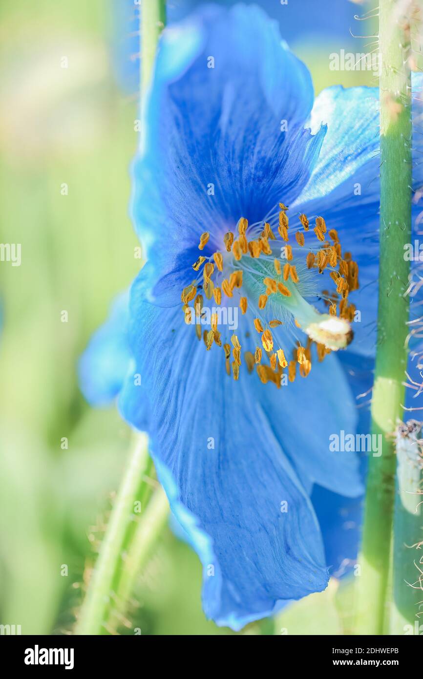 Blooming blue poppy Meconopsis Grandis on the green background, closeup ...
