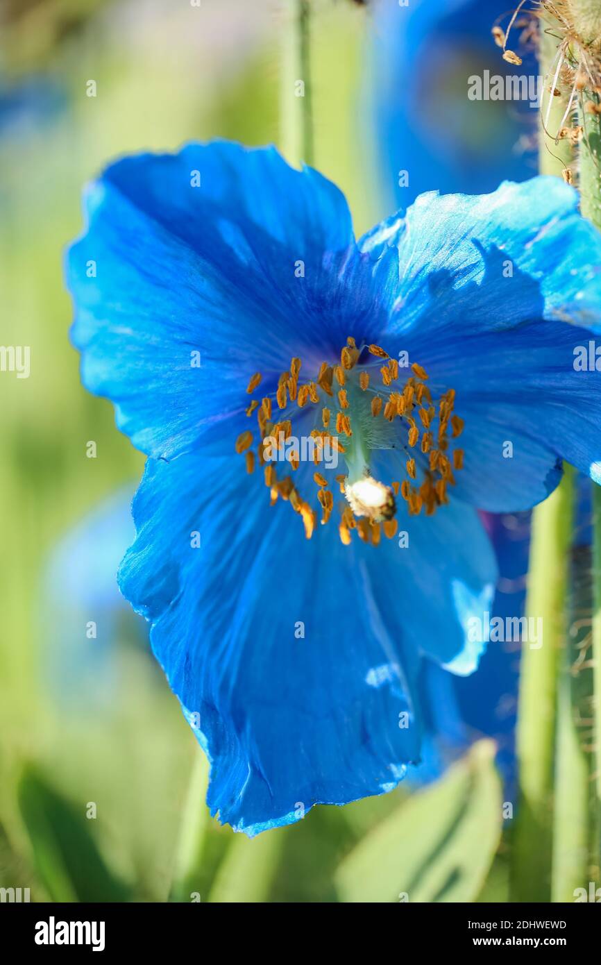 Blooming blue poppy Meconopsis Grandis on the green background, closeup ...