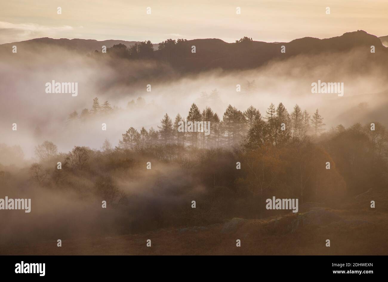 Pine trees poking through the mist as dawn breaks in the Lake District ...