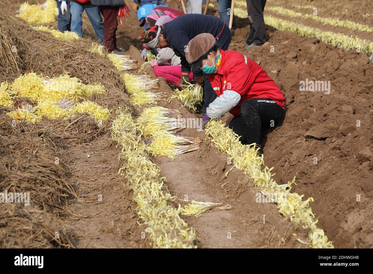 Hotbed chives hi-res stock photography and images - Alamy