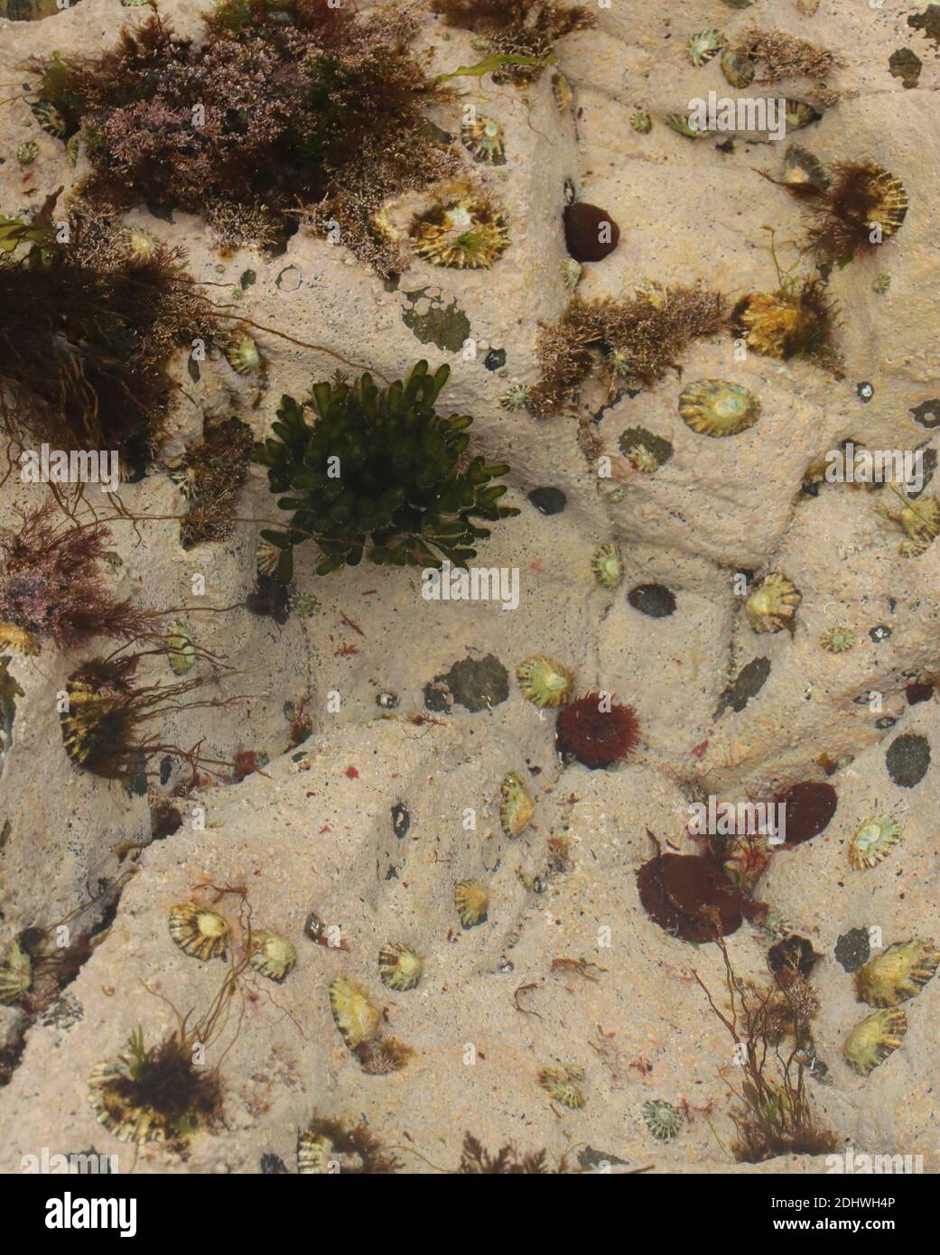 Macroalgae hi-res stock photography and images - Alamy