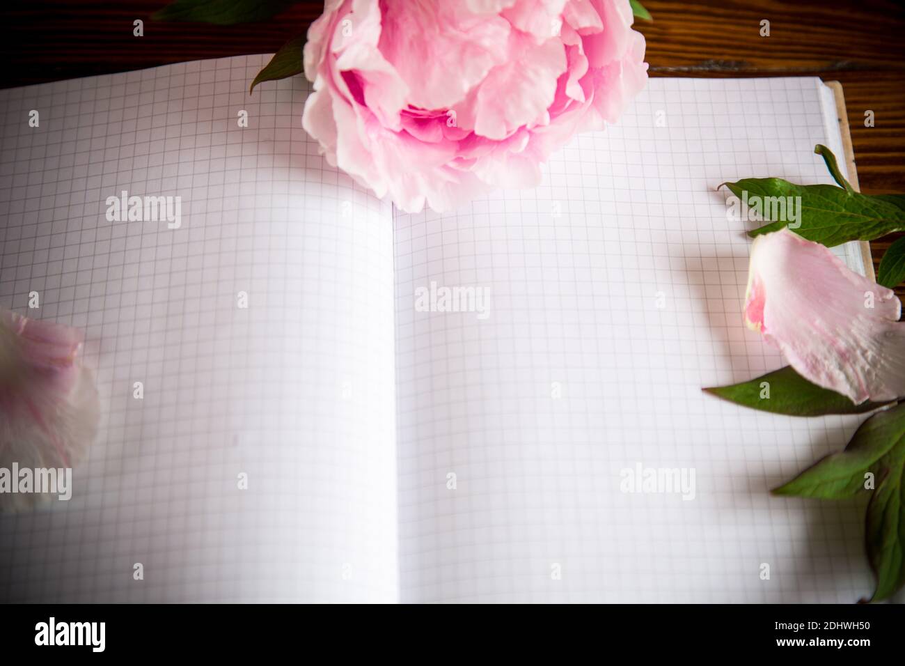 pink beautiful peony with petals, blank notebook for text on a wooden ...