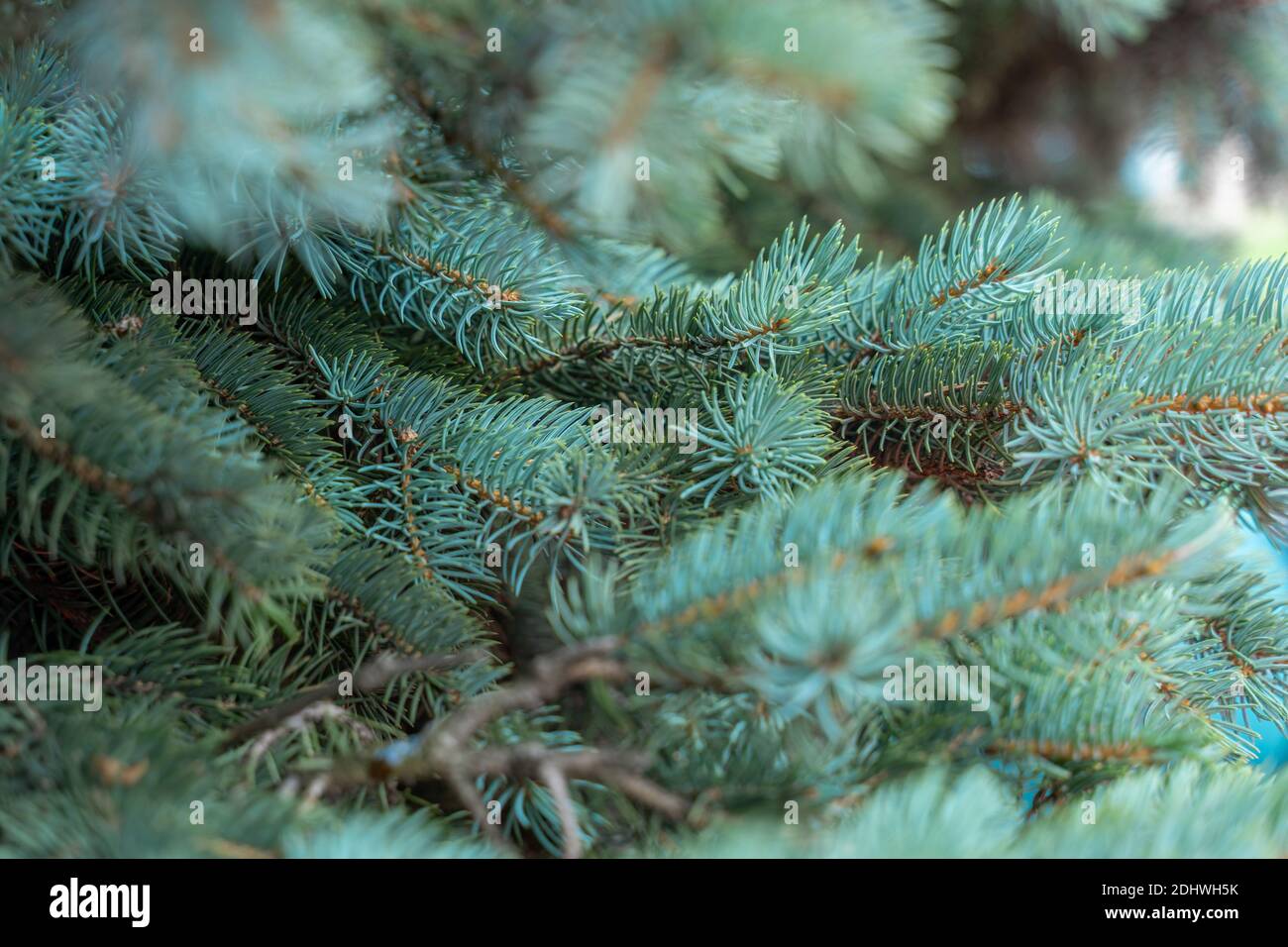 Blue spruce tree close hi-res stock photography and images - Alamy