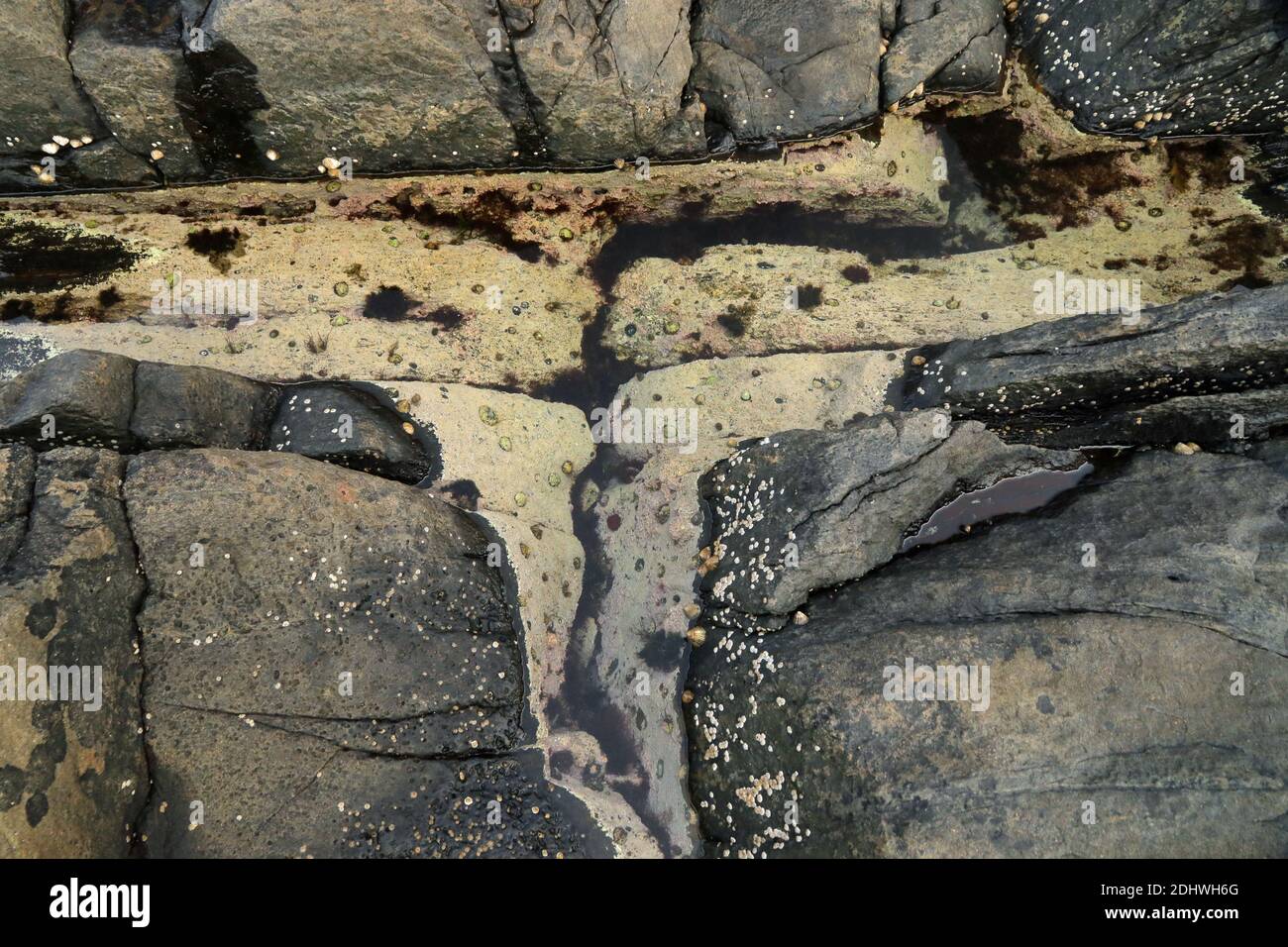 rock pool, North Sea Stock Photo - Alamy
