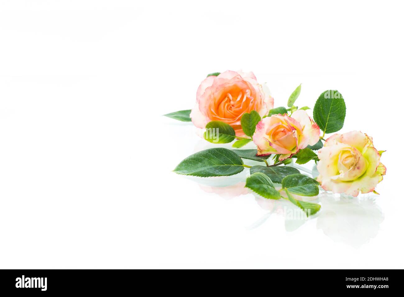 pink beautiful summer roses isolated on white background Stock Photo ...