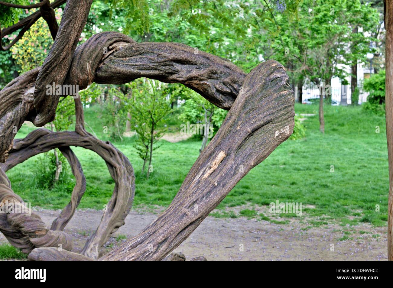 Coiled trees hi-res stock photography and images - Alamy