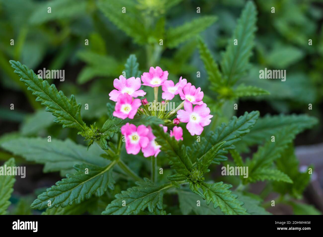 Beautiful pink Primula vulgaris flower with green leaves and buds in ...