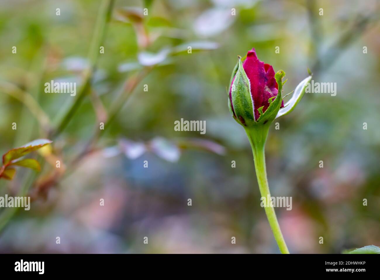 Beautiful red close up rose flower buds inside the garden in Bangladesh ...