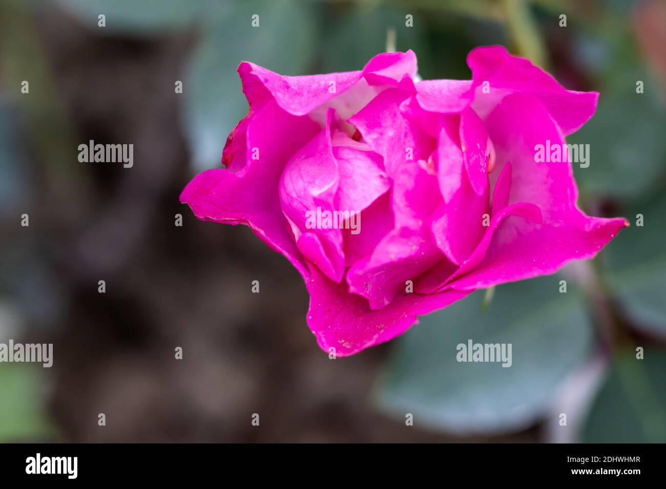 Bloomed pink rose top view inside the home garden Stock Photo - Alamy