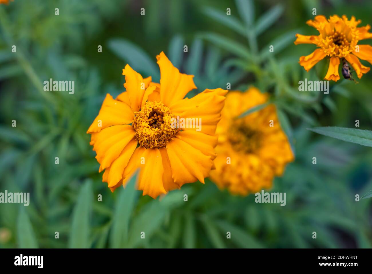Pink marigold flower park hi-res stock photography and images - Alamy