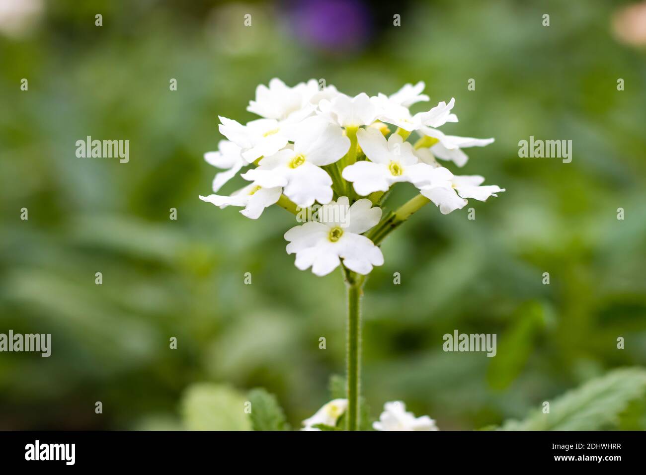 Charming white Primula vulgaris flower with green blur background close ...
