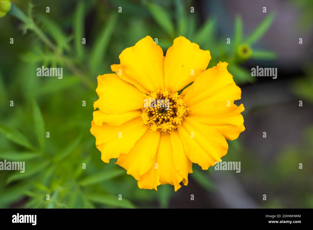 Fully bloomed hi-res stock photography and images - Alamy