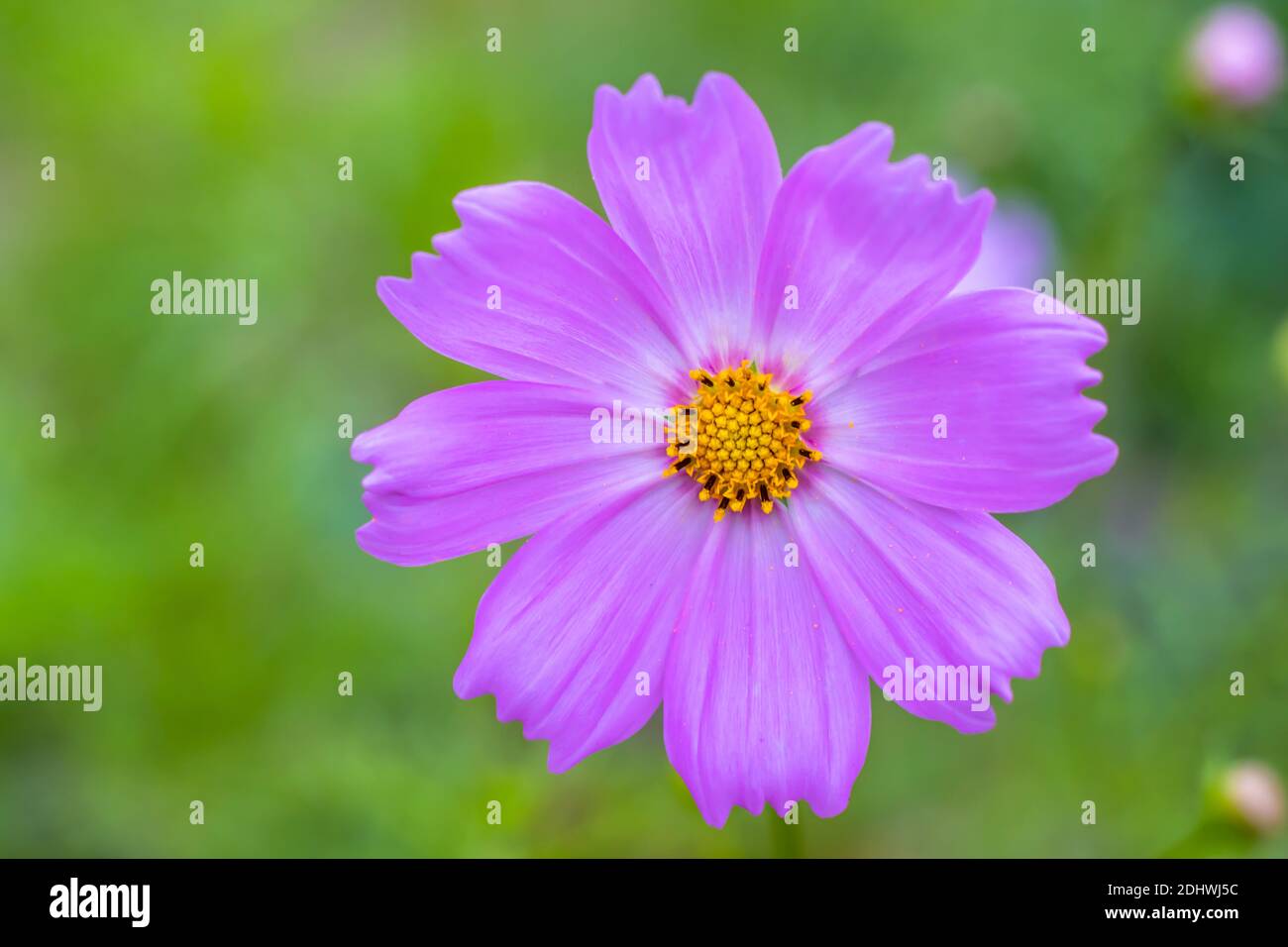 Pink common cosmos flower with yellow in the home garden Stock Photo ...