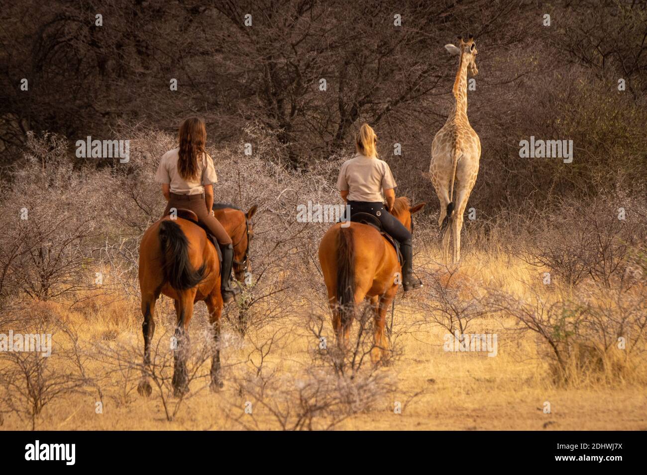 Horse ride giraffe hi-res stock photography and images - Alamy