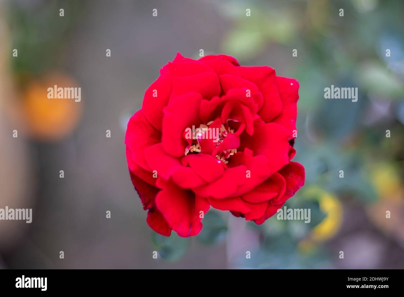 Top view of red bloomed rose flower inside the home garden in ...