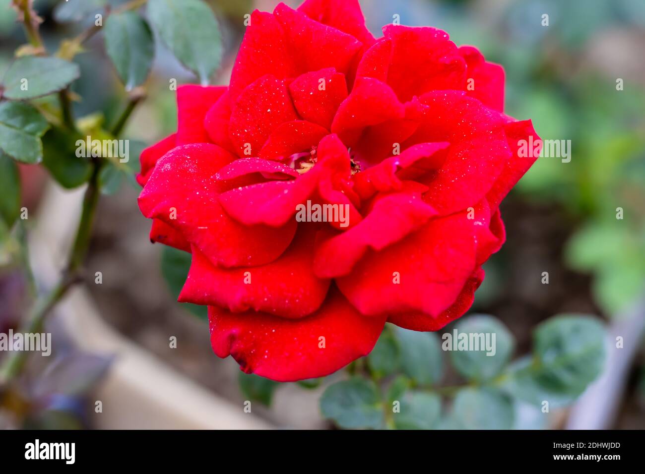 Bloomed red rose with leaves inside the nursery Stock Photo - Alamy