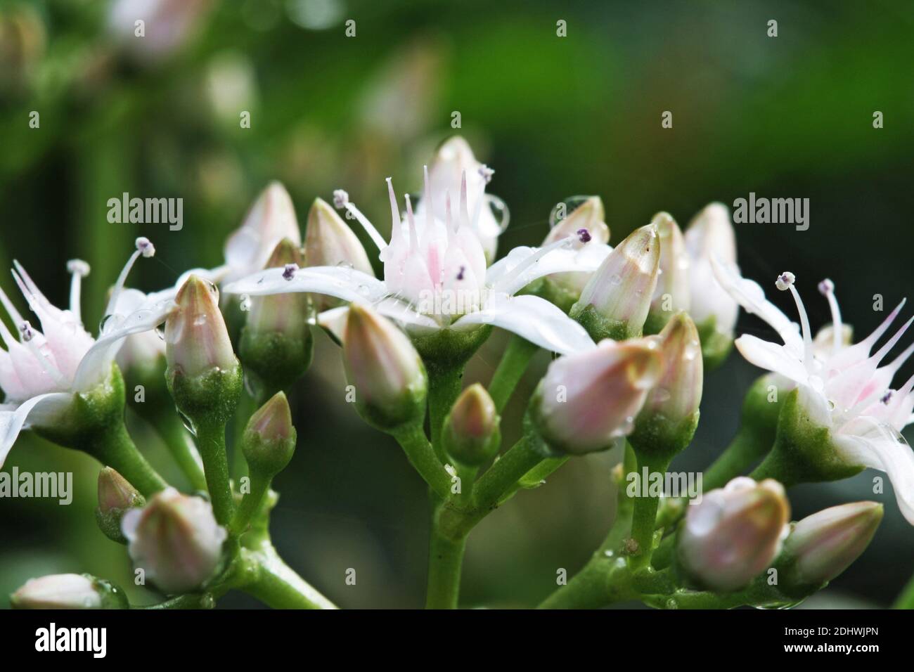 Geldbaum crassula ovata hi-res stock photography and images - Alamy