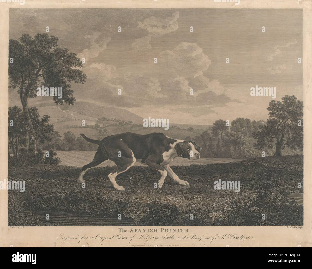 Pointer shooting hi-res stock photography and images - Alamy