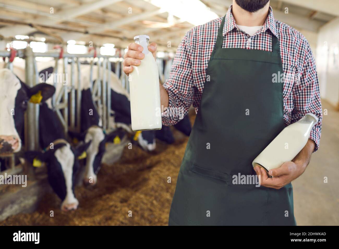 Man milk cow hi-res stock photography and images - Alamy