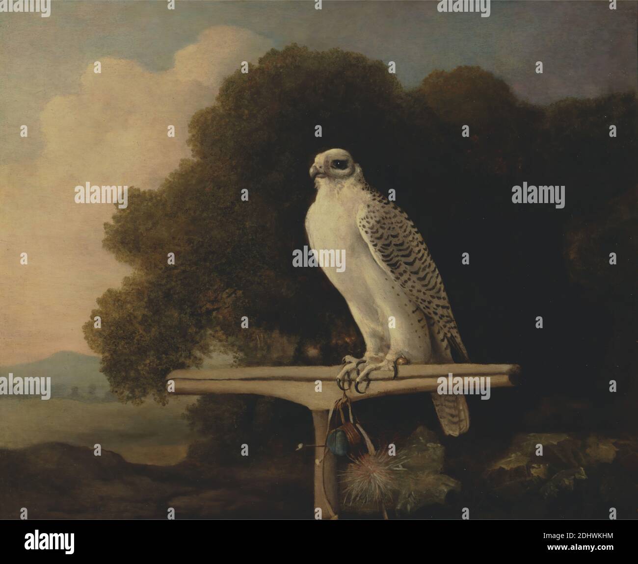 White Falcon Bird Hunting
