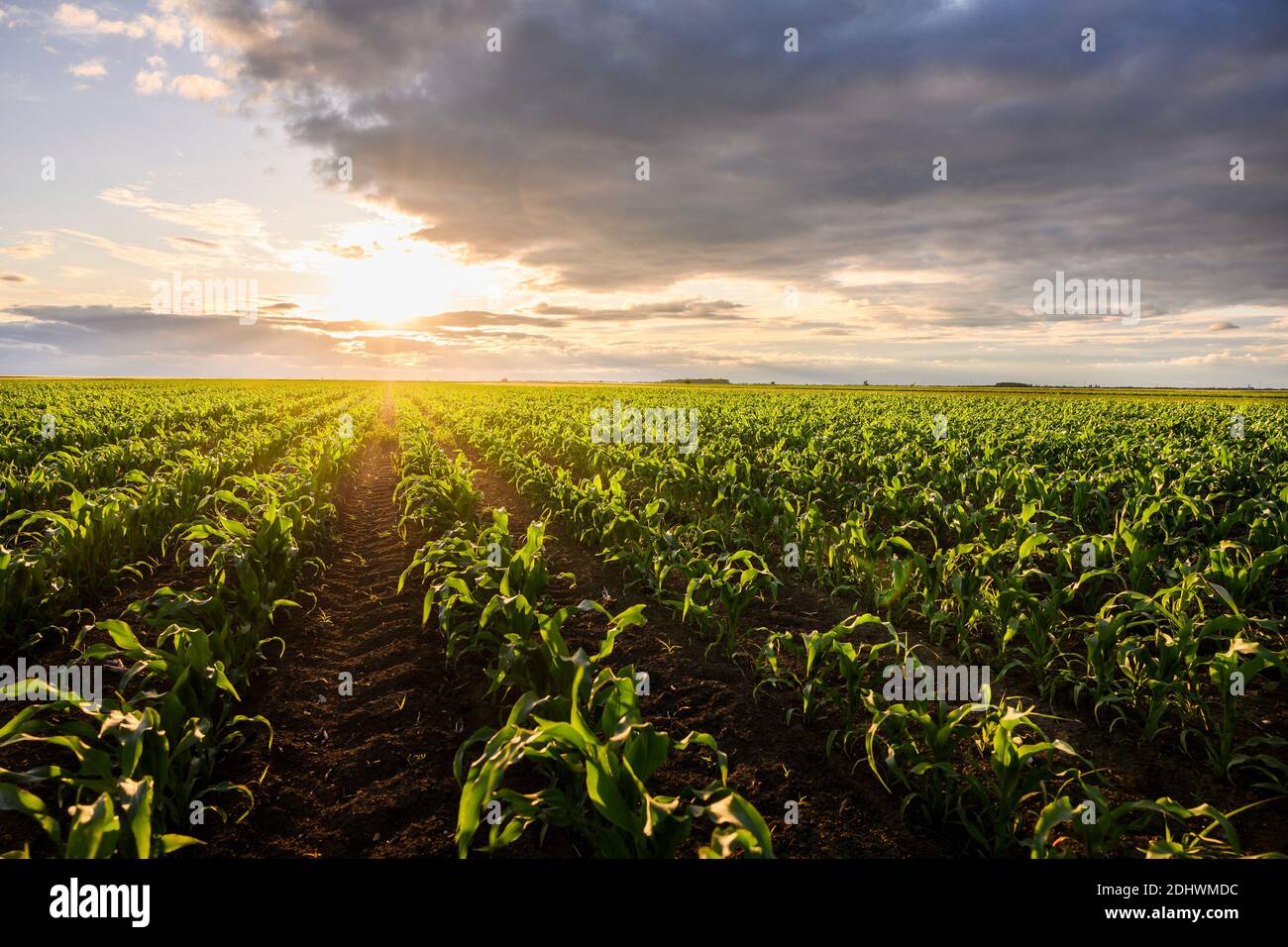 Open corn field at sunset.Corn field Stock Photo - Alamy