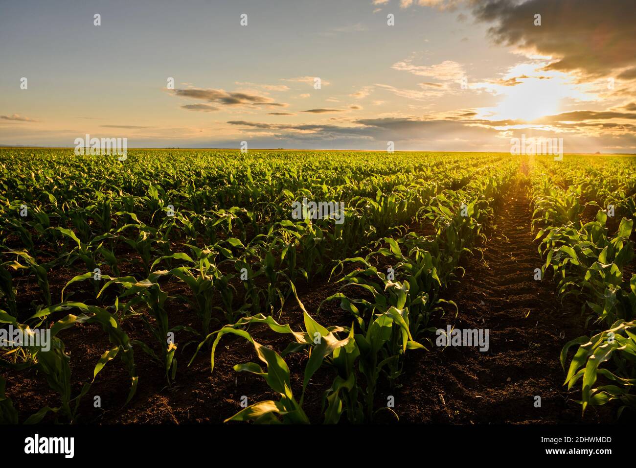 Open corn field at sunset.Corn field Stock Photo - Alamy