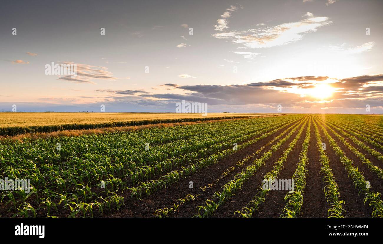 Open corn field at sunset.Corn field Stock Photo - Alamy