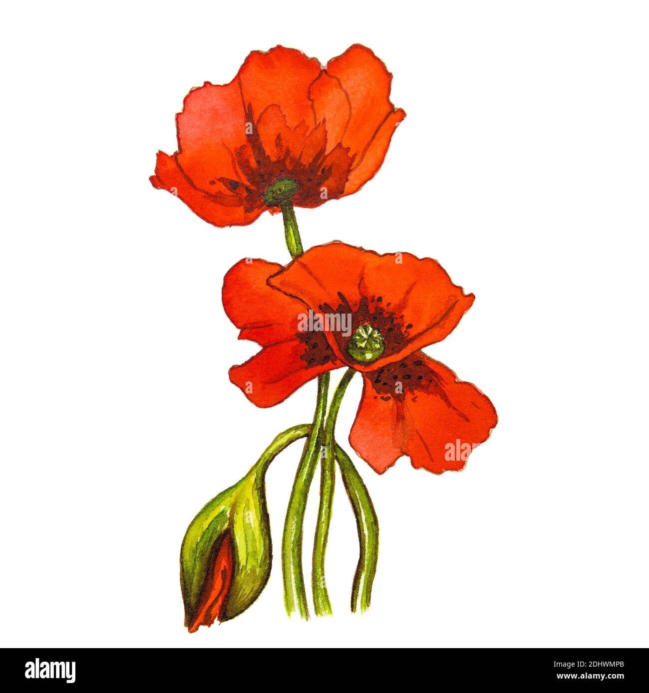 Red Poppy Flower Drawing