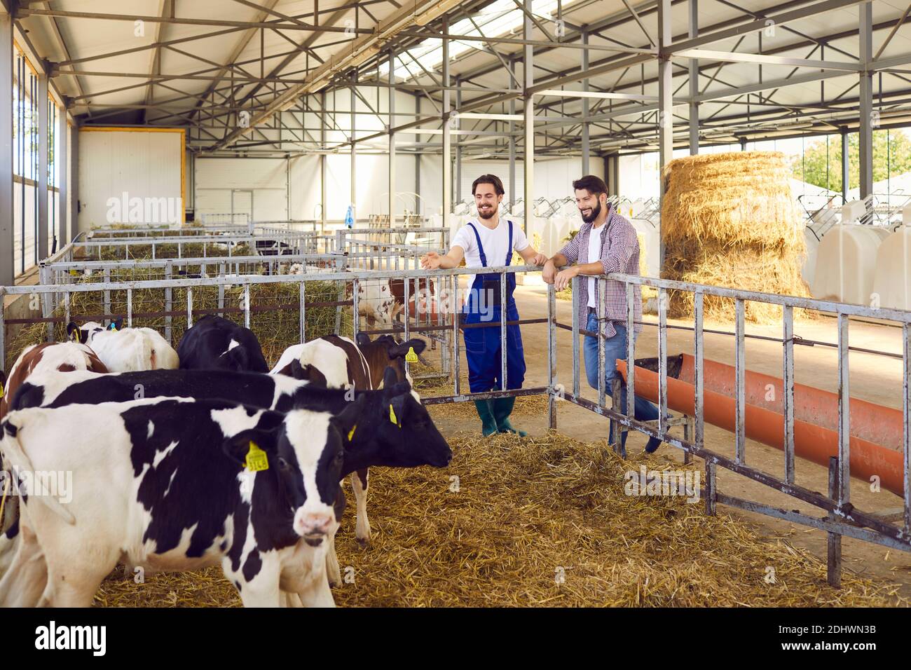 Happy farm workers watching calves standing in big clean barn on ...