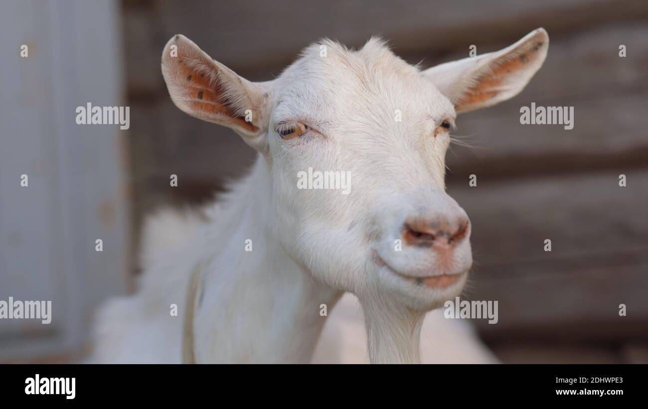 White chewing goat in the village. Head closeup Stock Photo - Alamy