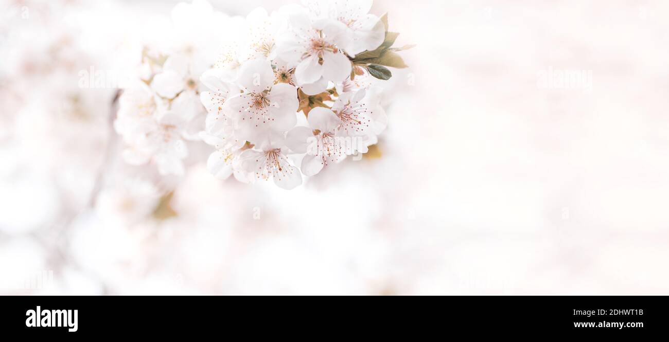 early spring flowering tree branches and new green cherry leaves on a ...