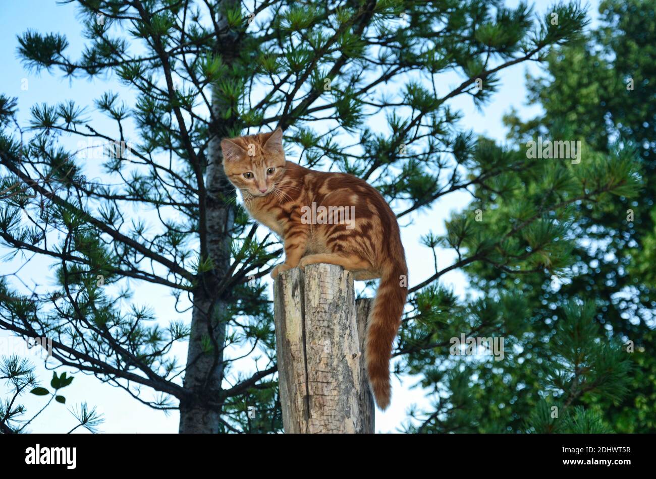 cat climbing, young cat on the trunk, brown cat on the log Stock Photo ...