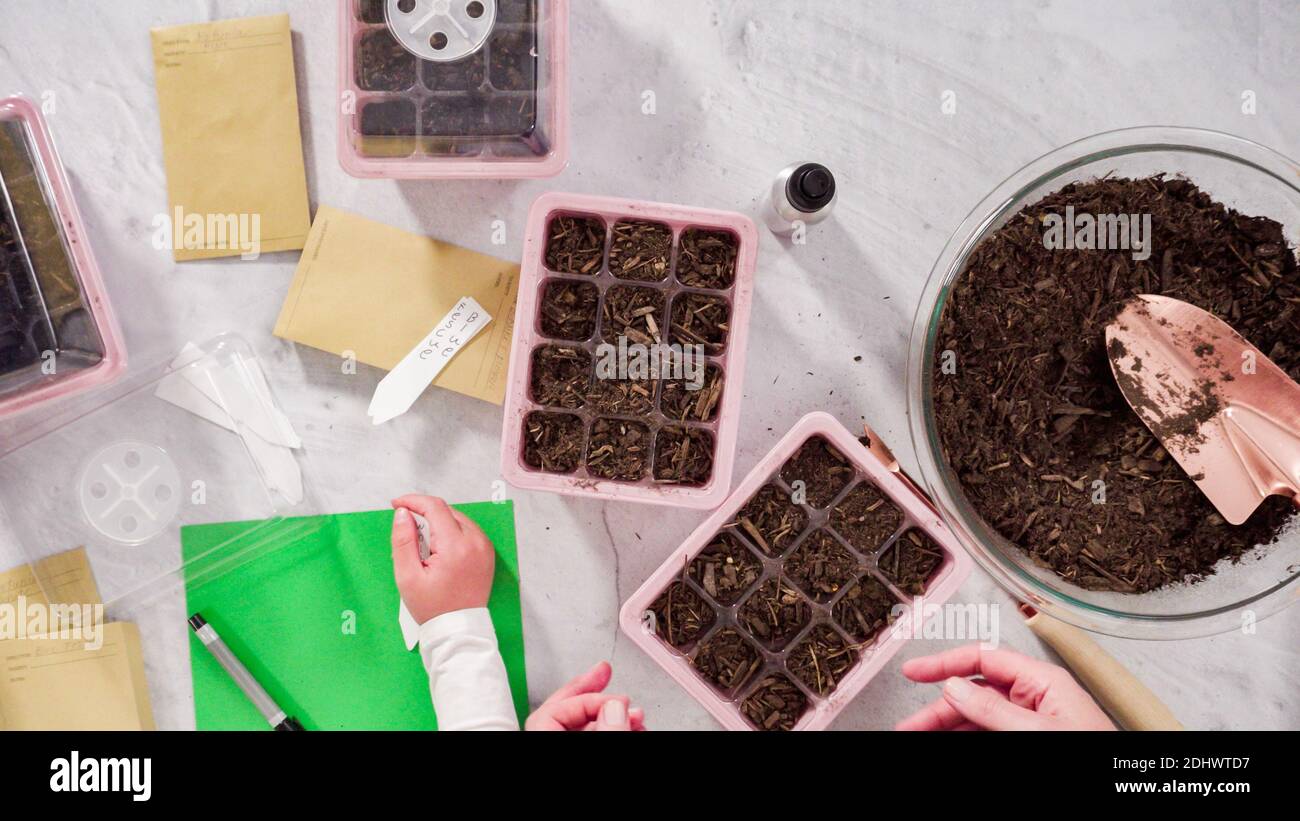 Flat lay. Little girl helping planting seeds in seed propagator with ...