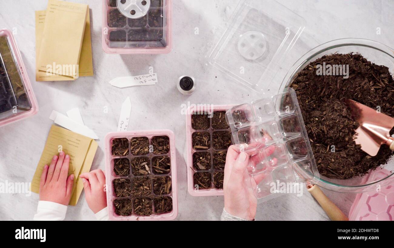 Flat lay. Little girl helping planting seeds in seed propagator with ...