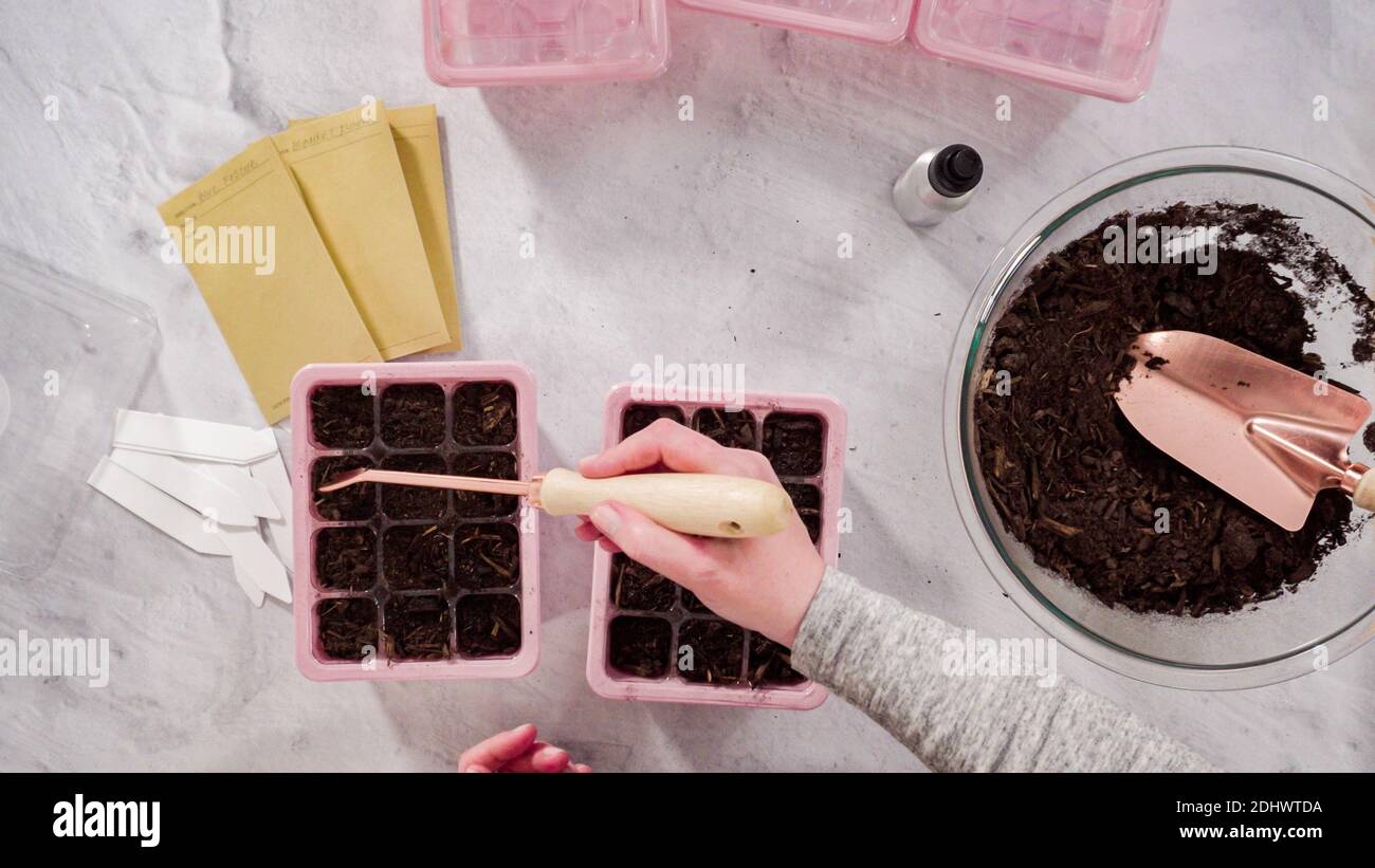 Flat lay. Planting seeds in seed propagator with soil Stock Photo - Alamy