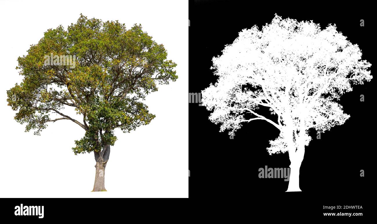 isolated big tree on white background with clipping path and alpha ...